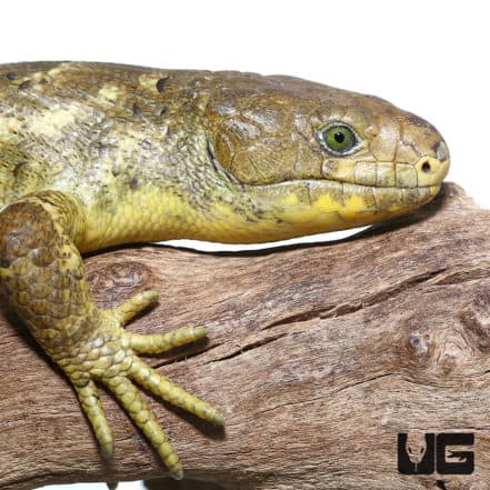 Skinks For Sale - Underground Reptiles