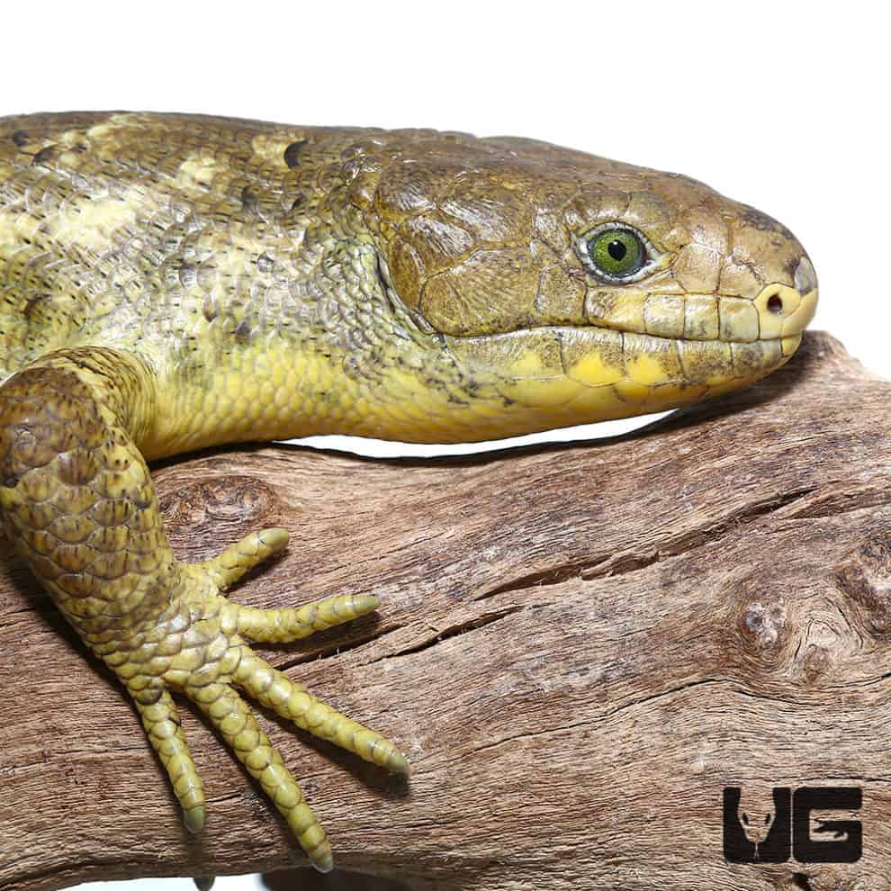 New Born Monkey Tailed Skinks For Sale - Underground Reptiles