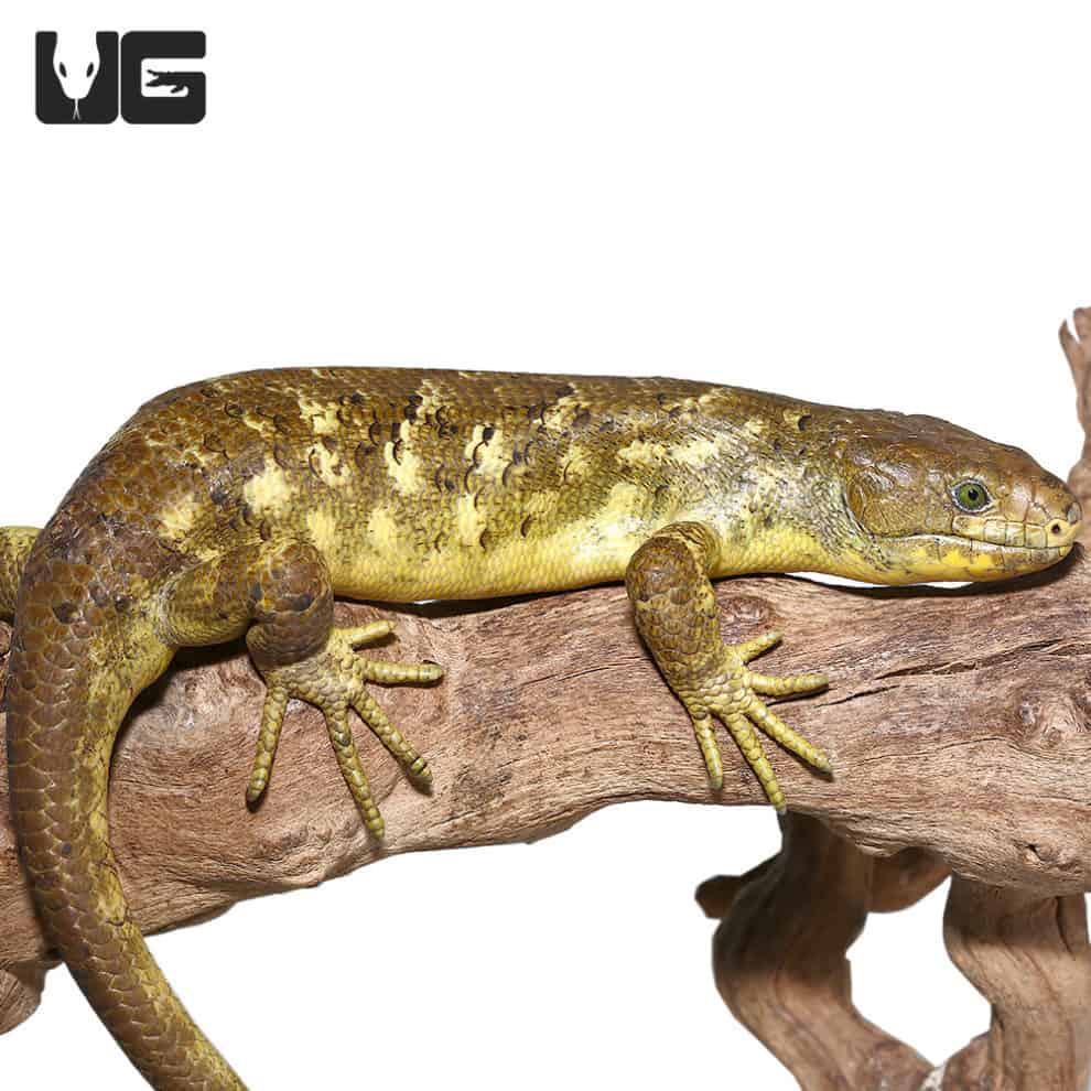 New Born Monkey Tailed Skinks For Sale - Underground Reptiles