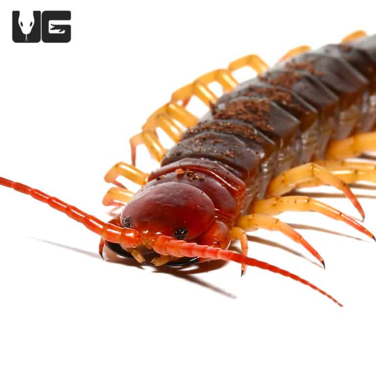 Centipedes, Millipedes and More For Sale - Underground Reptiles