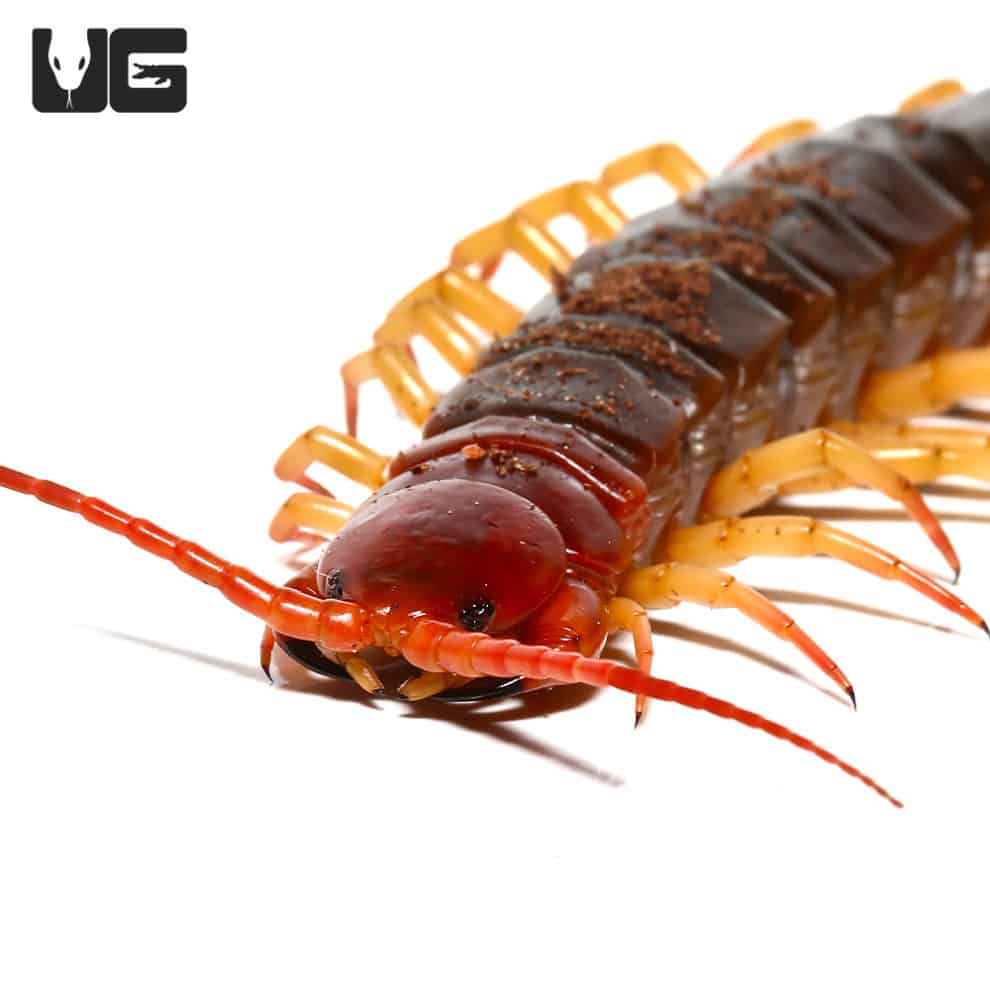 Centipedes, Millipedes and More For Sale - Underground Reptiles