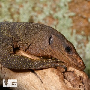 Adult Spiny Neck Monitors For Sale - Underground Reptiles