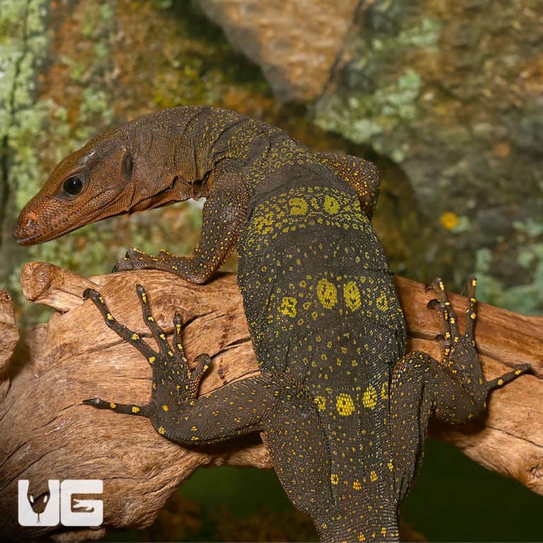 Adult Spiny Neck Monitors For Sale - Underground Reptiles