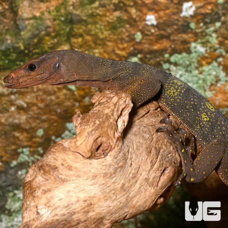 Adult Spiny Neck Monitors For Sale - Underground Reptiles