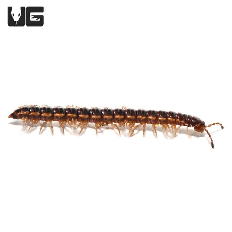 Stone Millipede (Oxidus gracilis) For Sale - Underground Reptiles