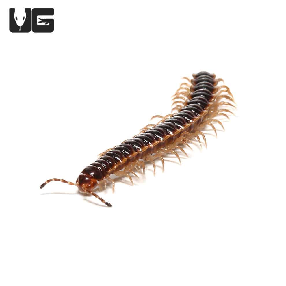 Stone Millipede (Oxidus gracilis) For Sale - Underground Reptiles
