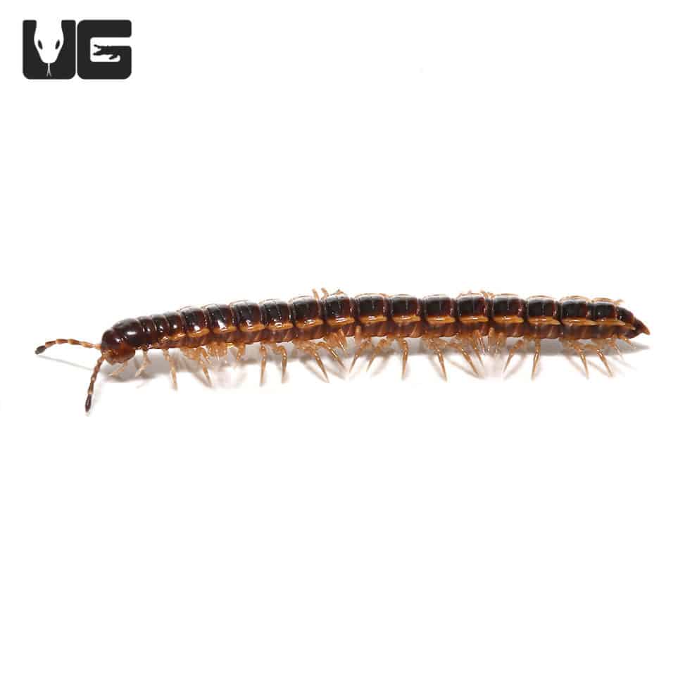 Stone Millipede (Oxidus gracilis) For Sale - Underground Reptiles