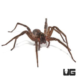 Ten Spot Wandering Spider (Ctenidae sp. "Ten Spot") For sale ...