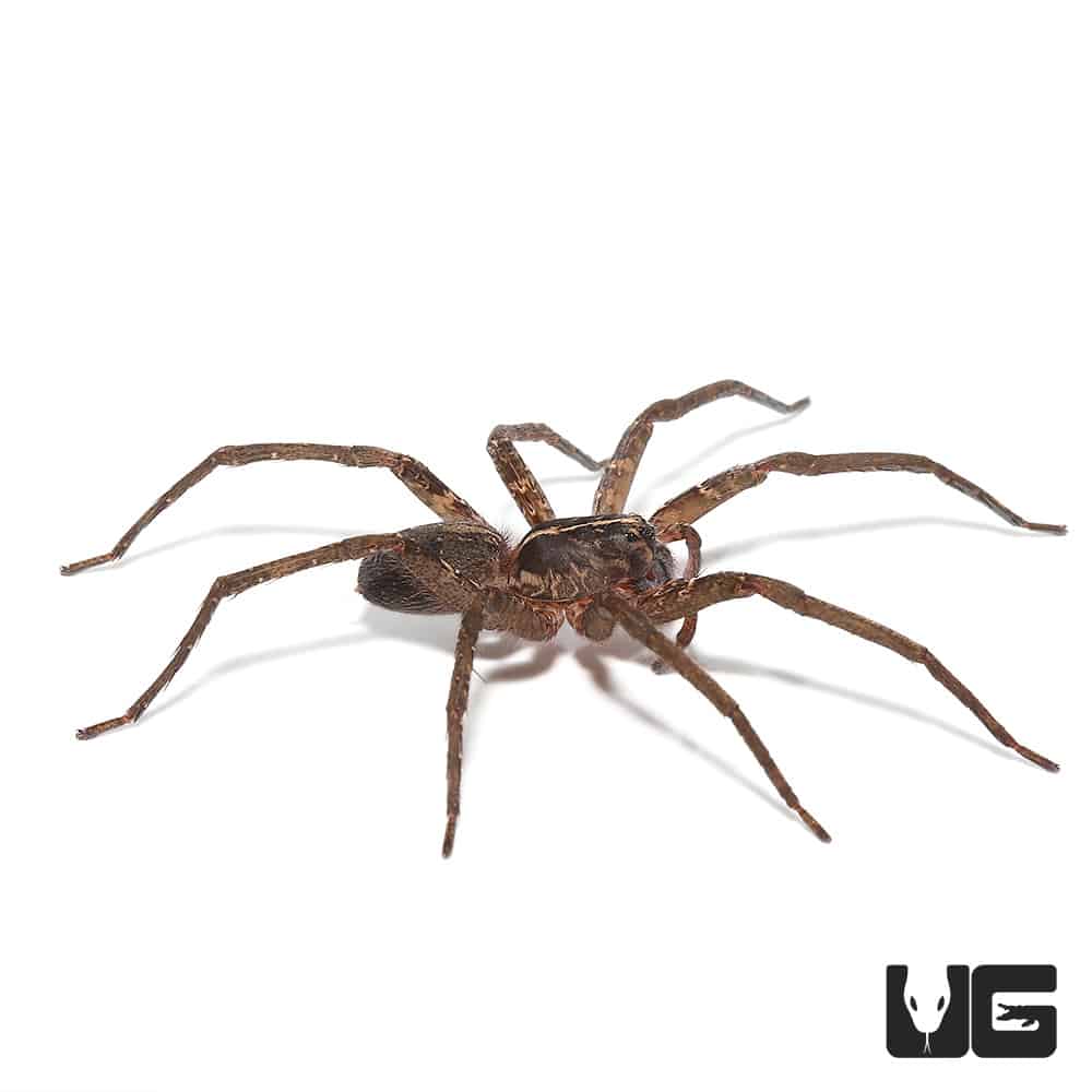 Ten Spot Wandering Spider (Ctenidae sp. "Ten Spot") For sale ...