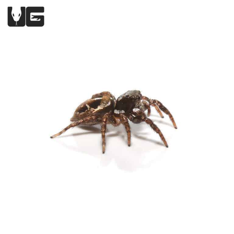 Adult Regal Jumping Spiders For Sale - Underground Reptiles