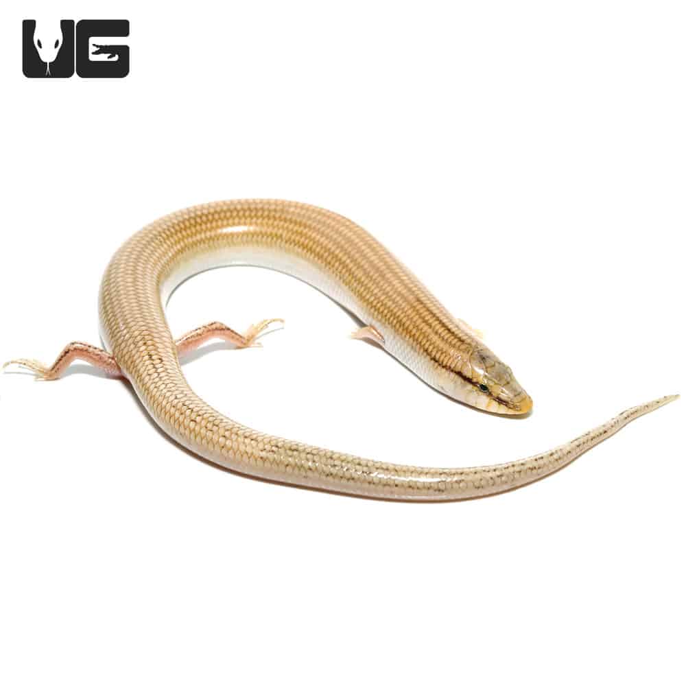 Wedge snouted Skinks (Chalcides sepsoides) For Sale - Underground Reptiles