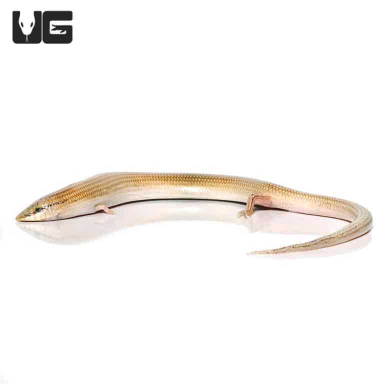 Wedge snouted Skinks (Chalcides sepsoides) For Sale - Underground Reptiles