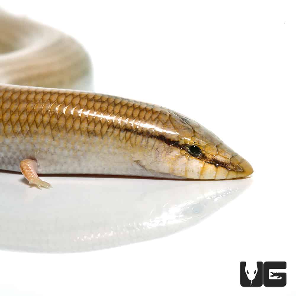 Wedge snouted Skinks (Chalcides sepsoides) For Sale - Underground Reptiles