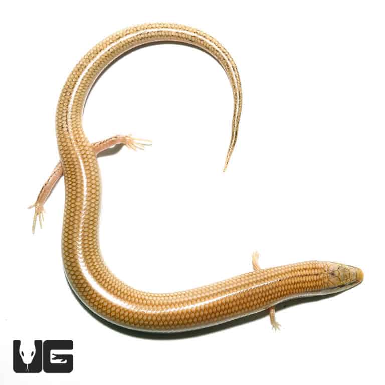 Wedge snouted Skinks (Chalcides sepsoides) For Sale - Underground Reptiles