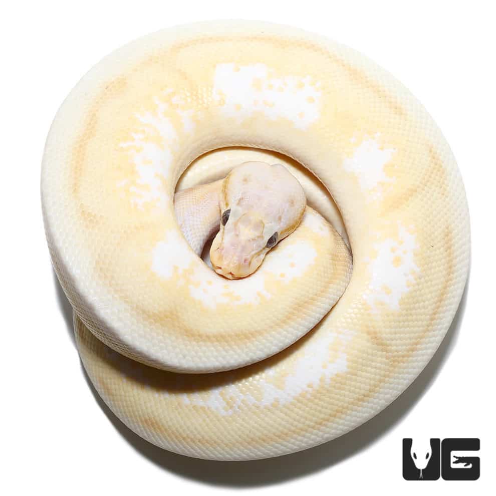 Baby Bumblebee Butter Enchi Ball Python For Sale - Underground Reptiles