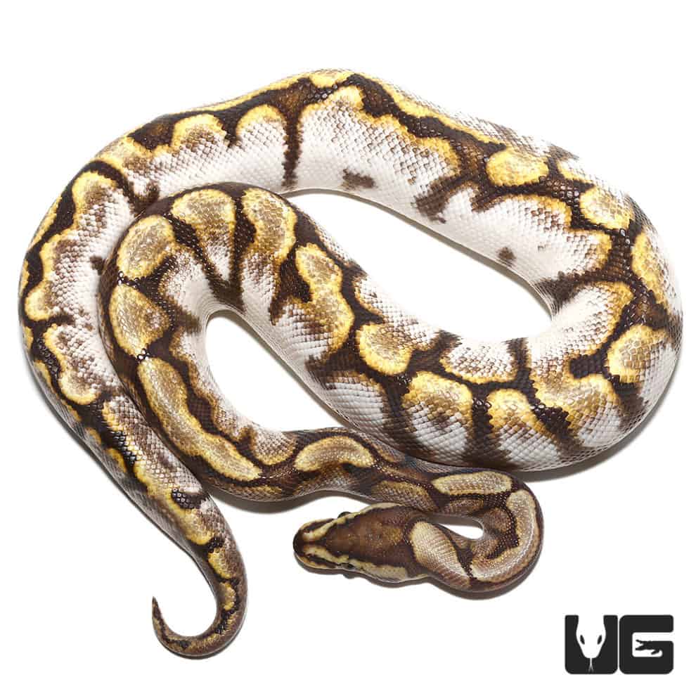 Baby Chocolate Pinstripe Ball Python For Sale - Underground Reptiles