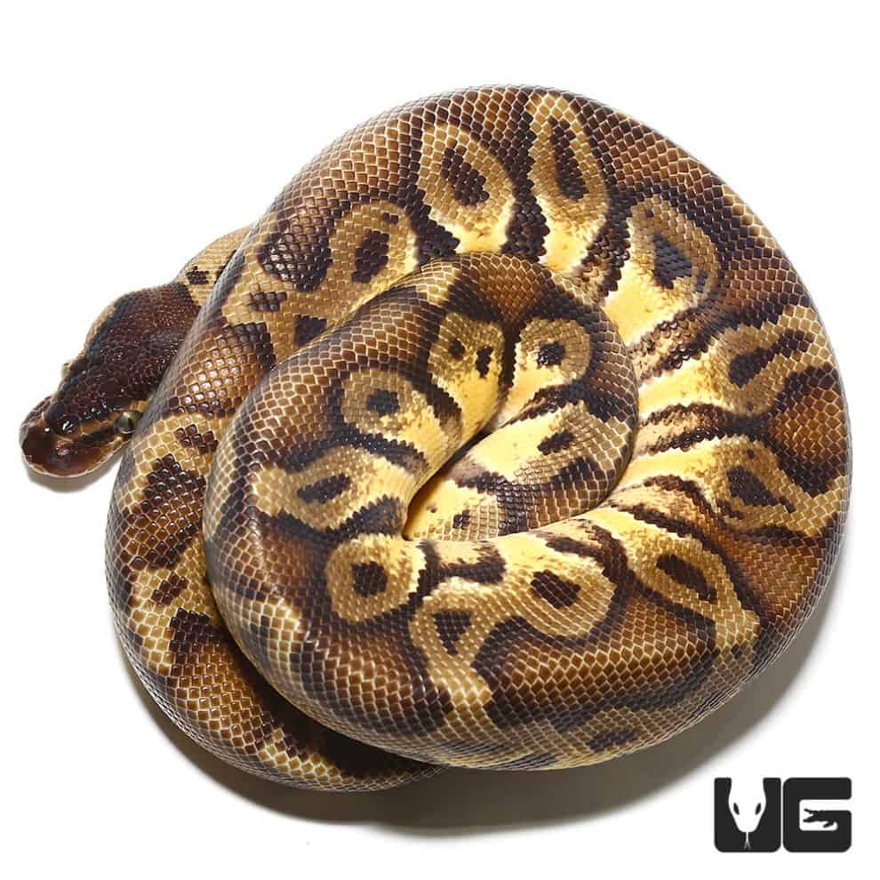Ball Pythons For Sale - Underground Reptiles