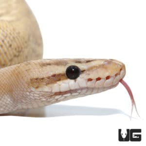 Ball Pythons For Sale - Underground Reptiles