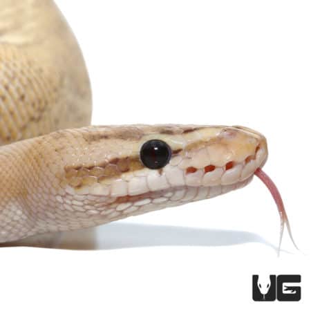 Ball Pythons For Sale - Underground Reptiles