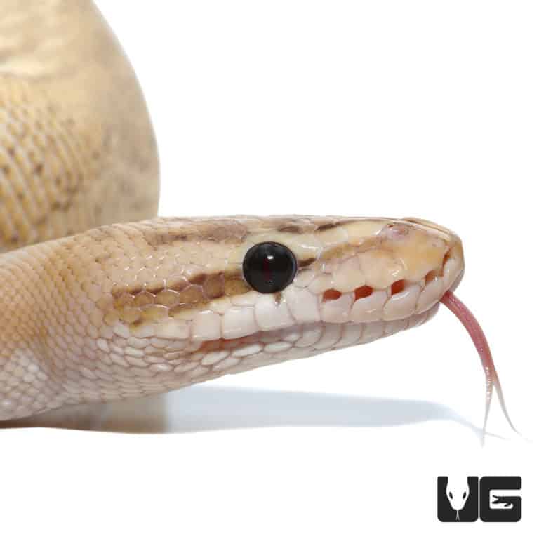 2018 Lavender Albino Spider Ball Python For Sale - Underground Reptiles