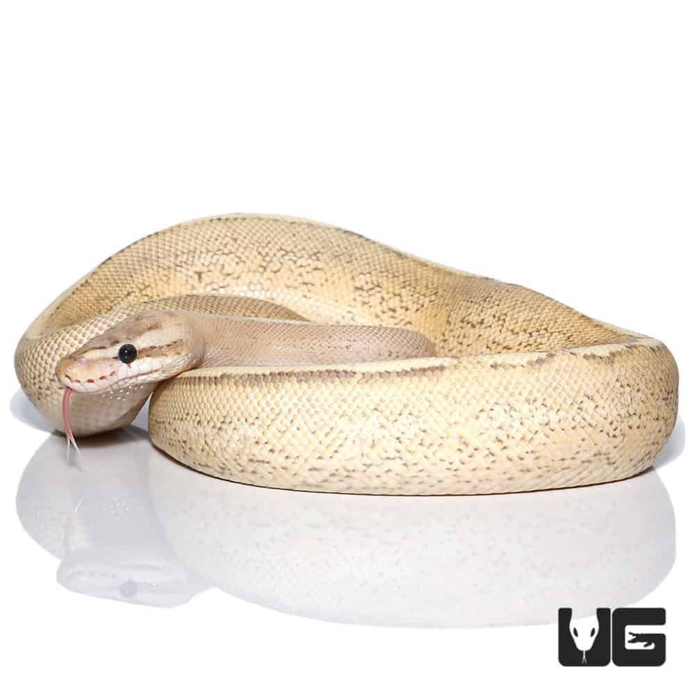 2018 Lavender Albino Spider Ball Python For Sale - Underground Reptiles