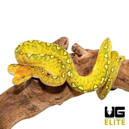 Auctions - Underground Reptiles