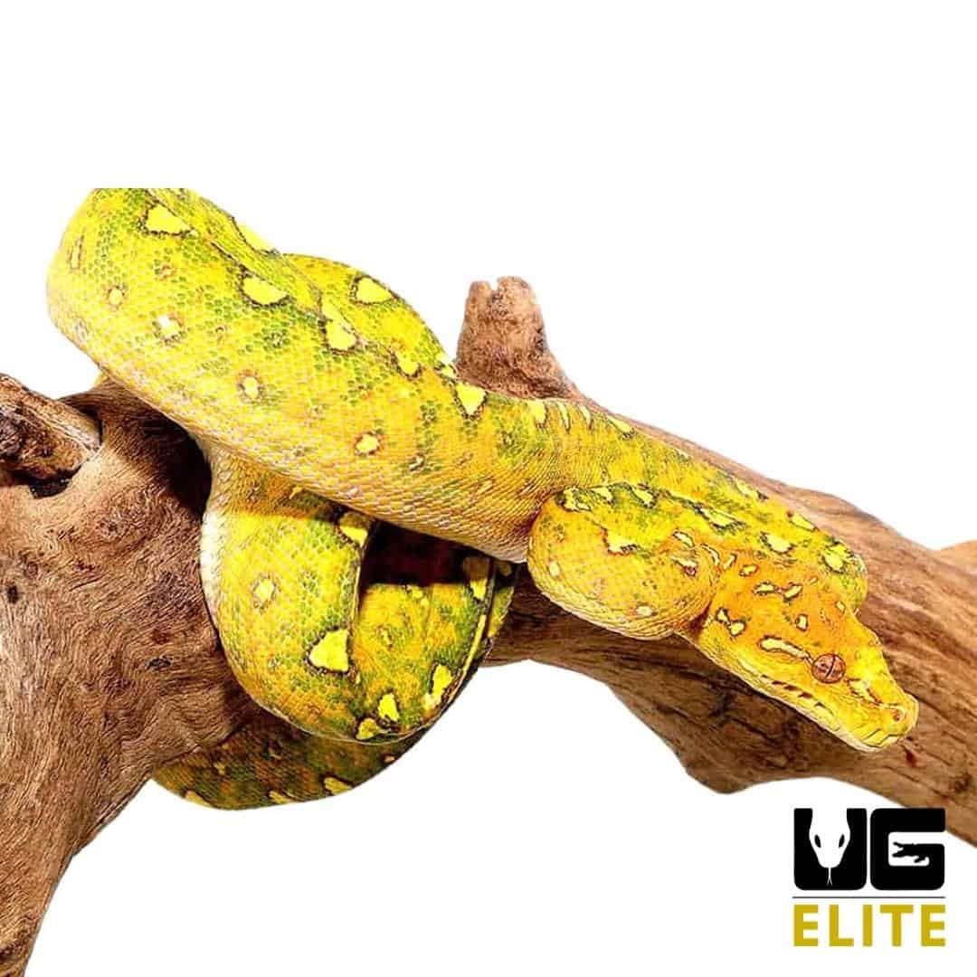 Auctions - Underground Reptiles