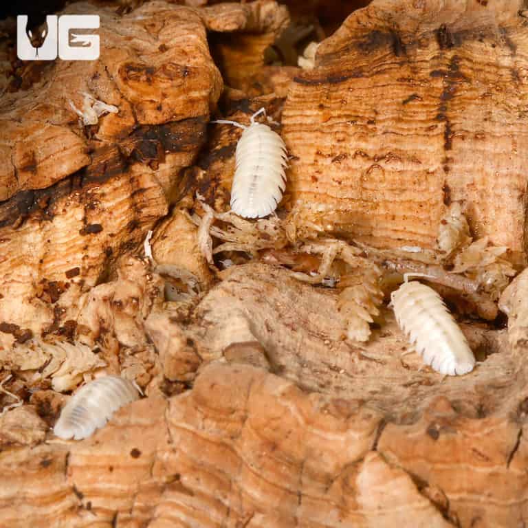 Isopods For Sale - Underground Reptiles
