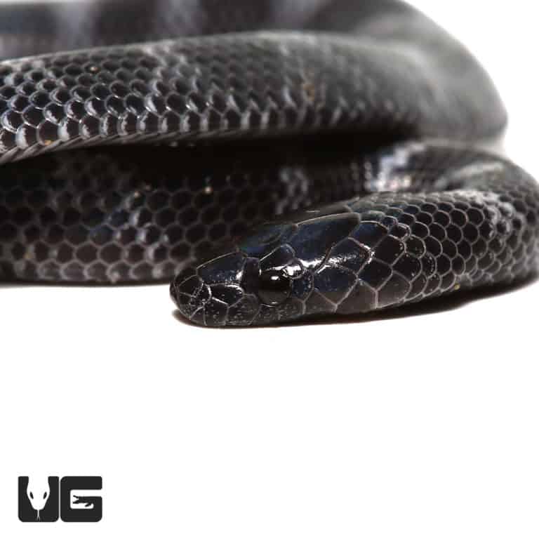 Baby African Wolf Snakes (Lycophidion capense) For Sale - Underground ...