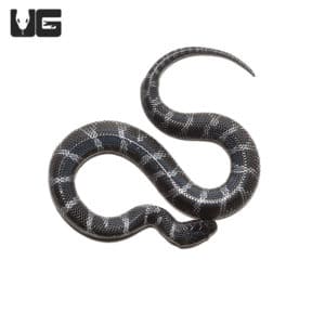 Baby African Wolf Snakes (Lycophidion capense) For Sale - Underground ...