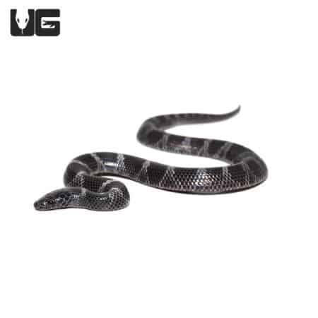 Baby African Wolf Snakes (Lycophidion capense) For Sale - Underground ...