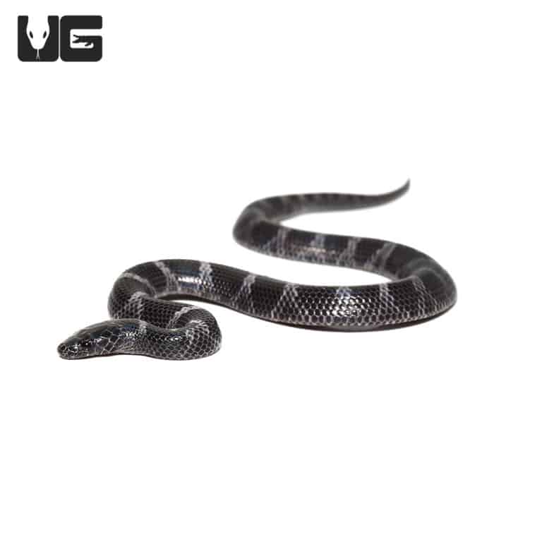 Baby African Wolf Snakes (Lycophidion capense) For Sale - Underground ...