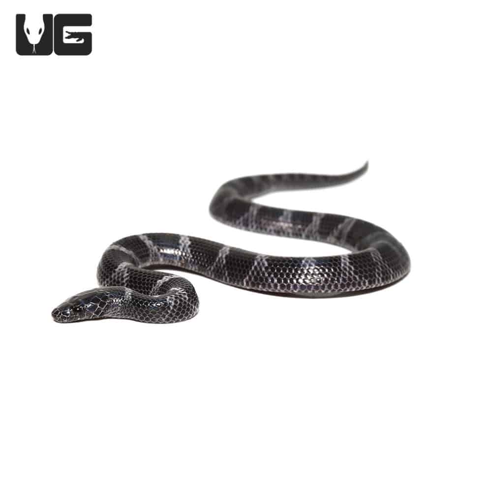 Baby African Wolf Snakes (Lycophidion capense) For Sale - Underground ...