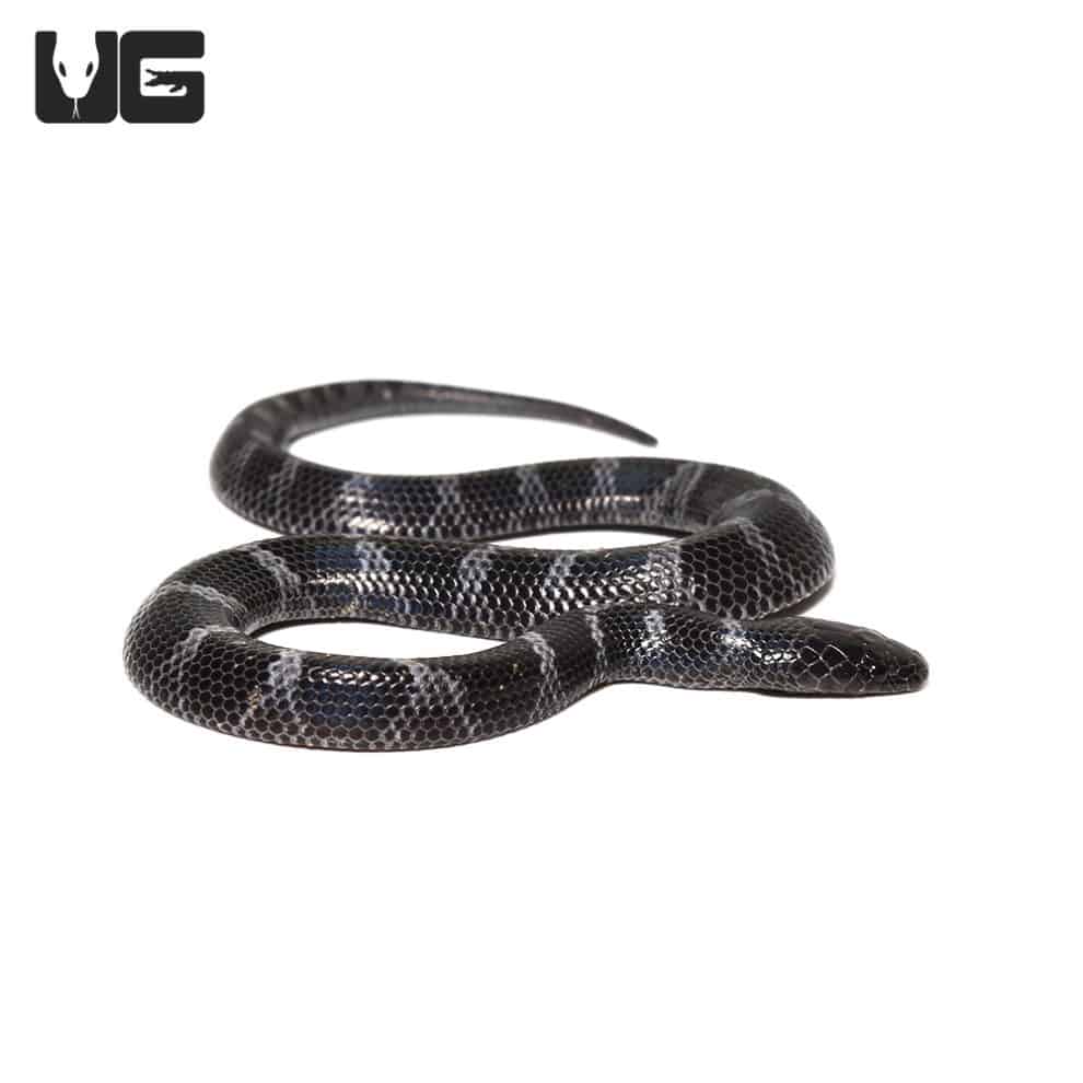 Baby African Wolf Snakes (Lycophidion capense) For Sale - Underground ...