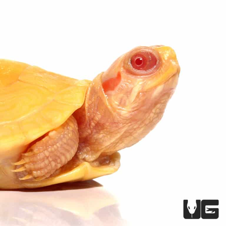 Baby Albino Red Ear Slider Turtles For Sale - Underground Reptiles