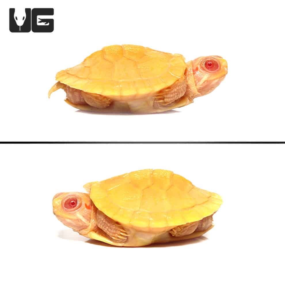 Baby Albino Red Ear Slider Turtles For Sale - Underground Reptiles