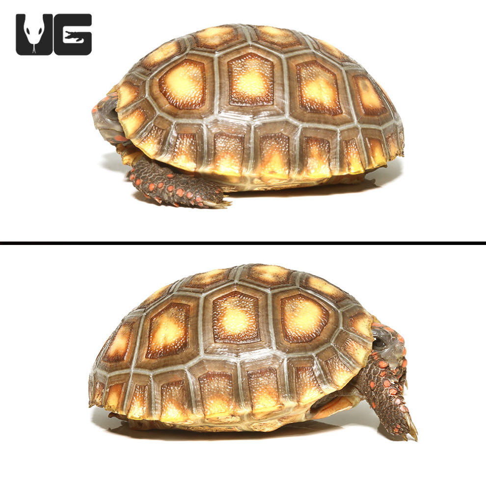 Baby Redfoot Tortoises For Sale - Underground Reptiles