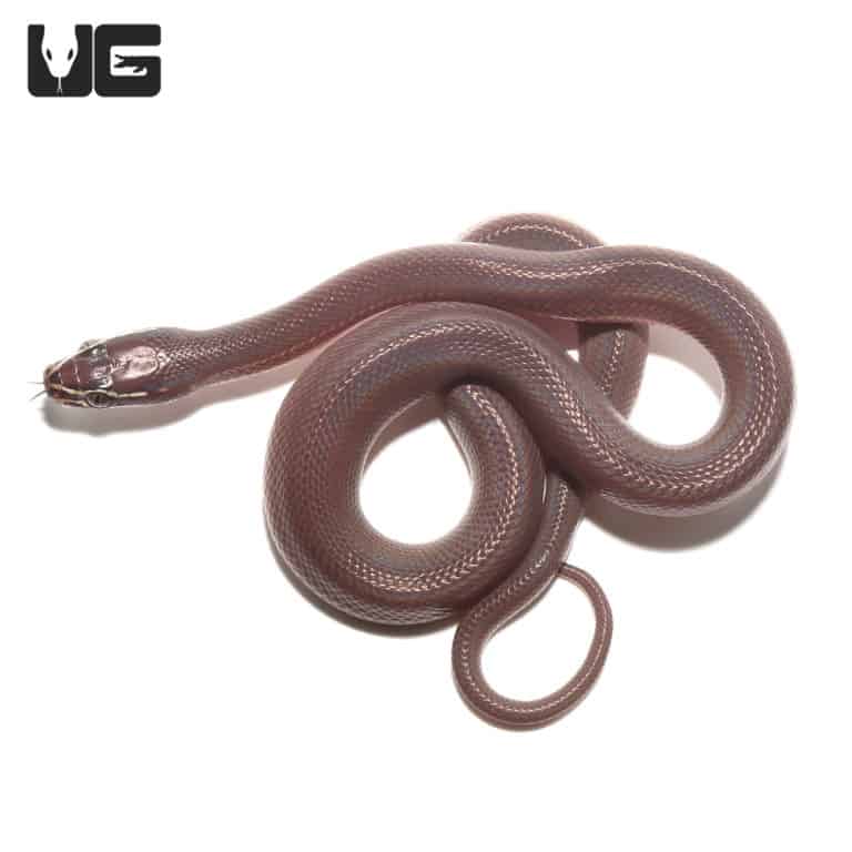 African Black House Snakes For Sale - Underground Reptiles
