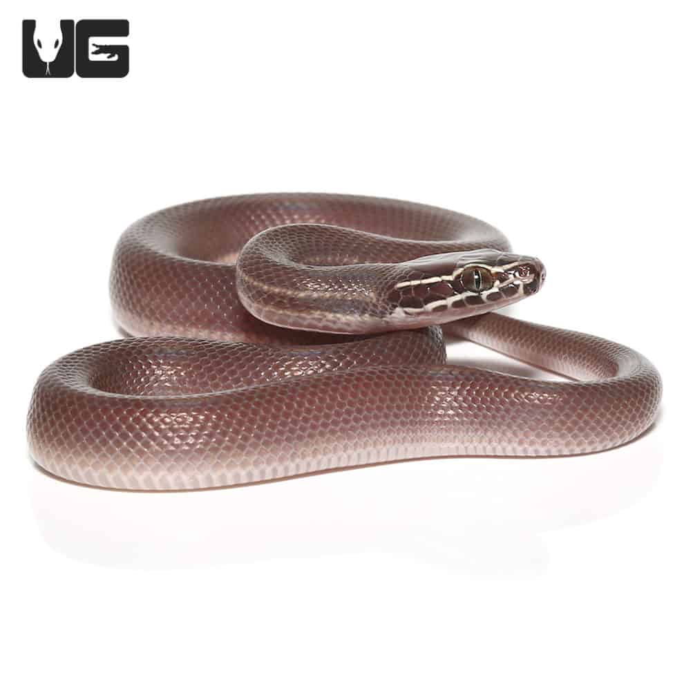 African Black House Snakes For Sale - Underground Reptiles