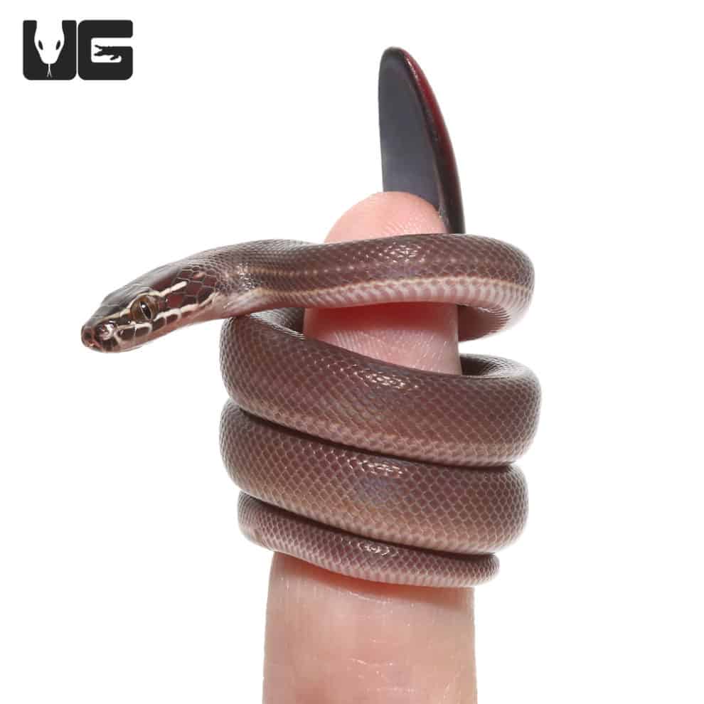 African Black House Snakes For Sale - Underground Reptiles