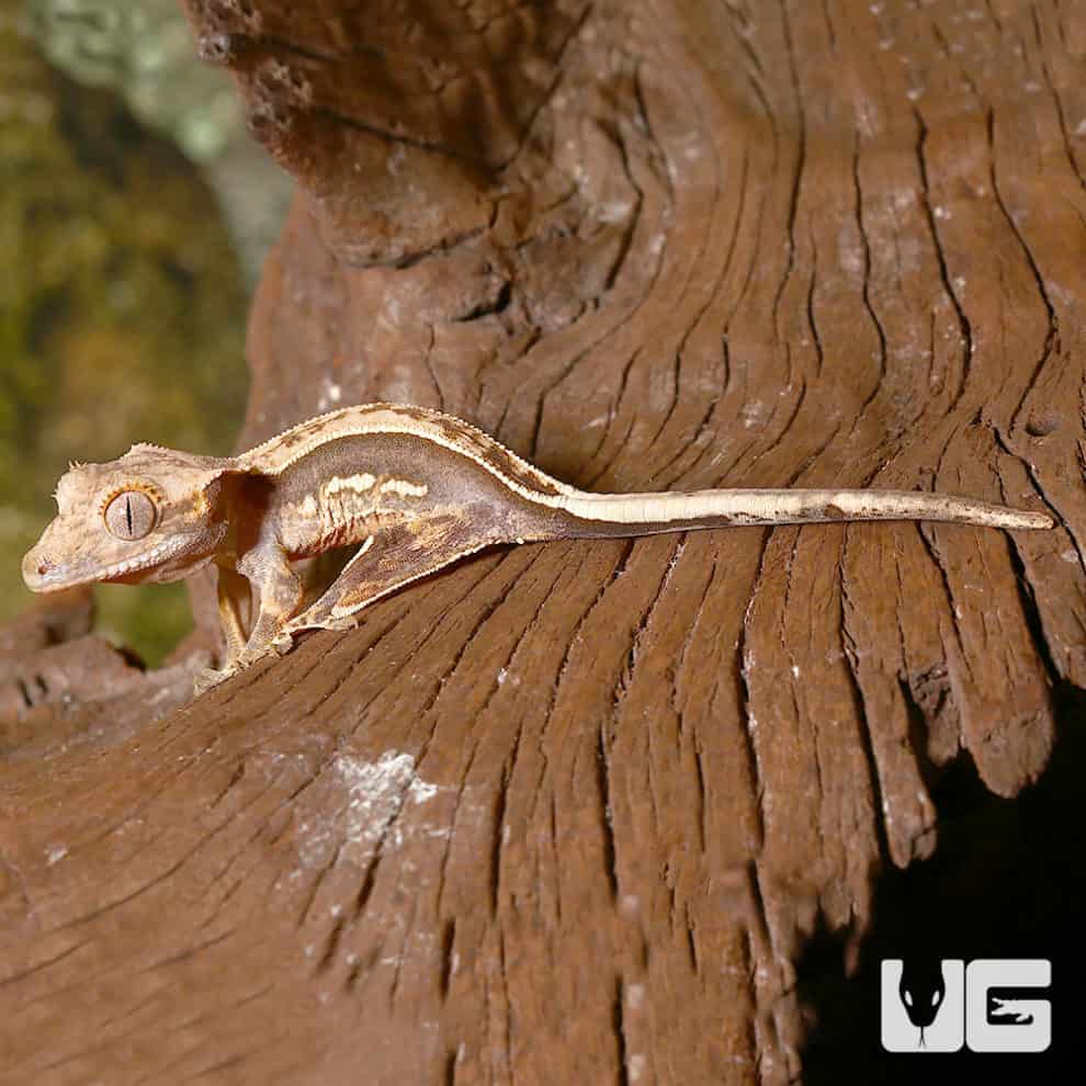 Baby Empty Back Partial Pinstripe Harlequin Crested Gecko For Sale ...