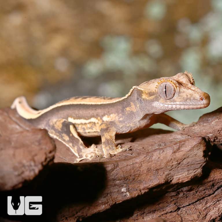 Baby Empty Back Partial Pinstripe Harlequin Crested Gecko For Sale ...