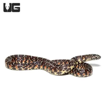 Baby Florida Kingsnakes For Sale - Underground Reptiles