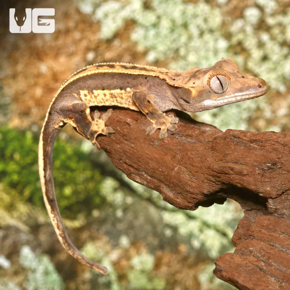 Quad Stripe Crested Geckos For Sale - Underground Reptiles