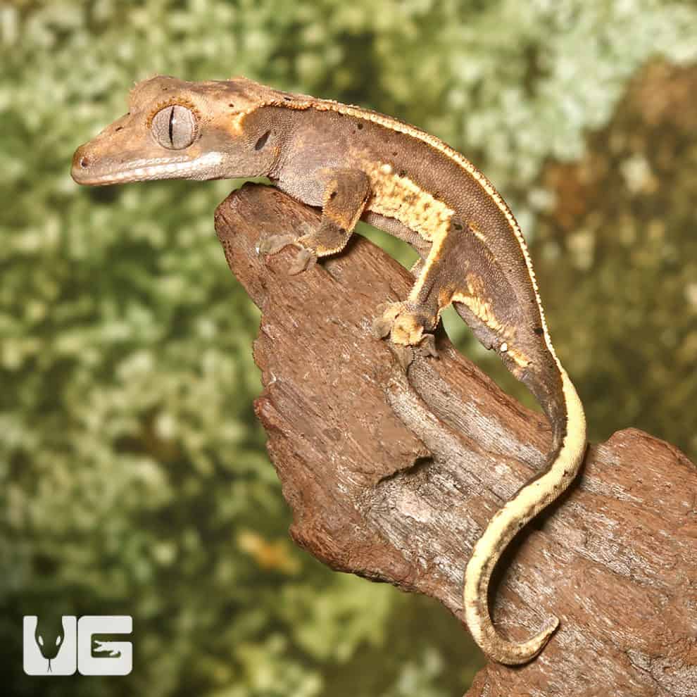 Quad Stripe Crested Geckos For Sale - Underground Reptiles