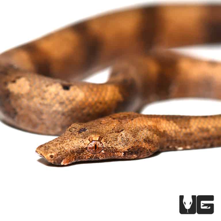 Baby Indonesian Tree Boas (Candoia carinata carinata) For Sale ...