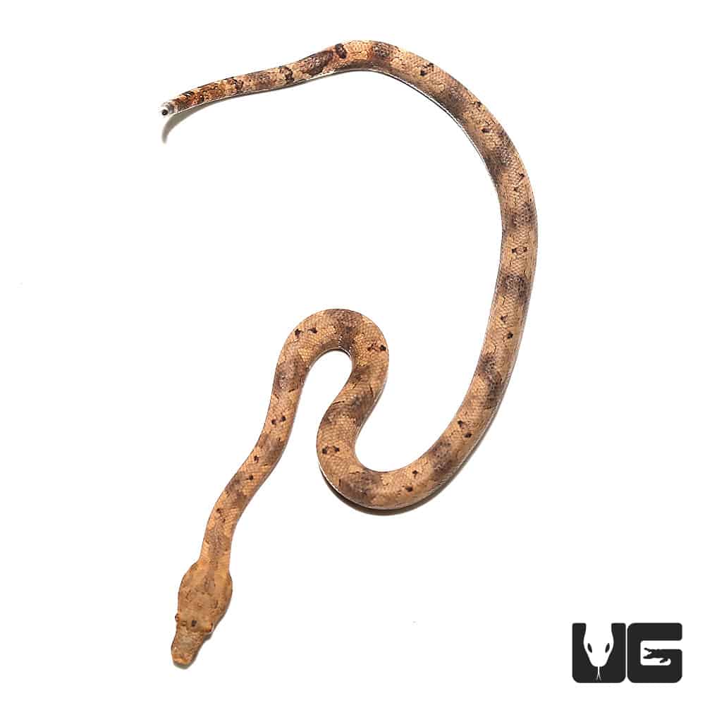 Baby Indonesian Tree Boas (Candoia carinata carinata) For Sale ...