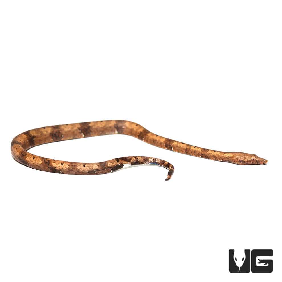 Baby Indonesian Tree Boas (Candoia carinata carinata) For Sale ...