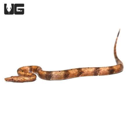 Baby Indonesian Tree Boas (Candoia carinata carinata) For Sale ...