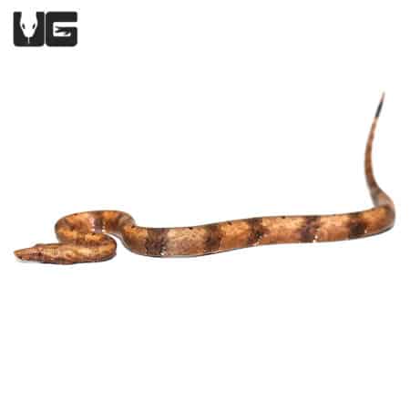 Baby Indonesian Tree Boas (Candoia carinata carinata) For Sale ...